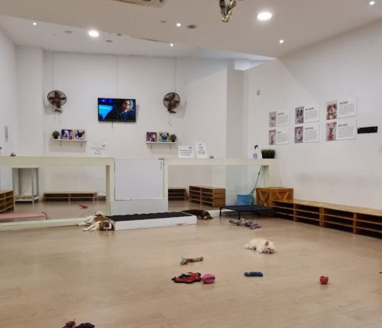 11 Best Dog Cafe Singapore For Friendly Dog Petting Lovers